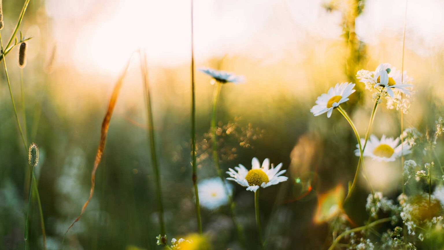 The Science of Spring: How Seasonal Changes Impact Our Well-being ...